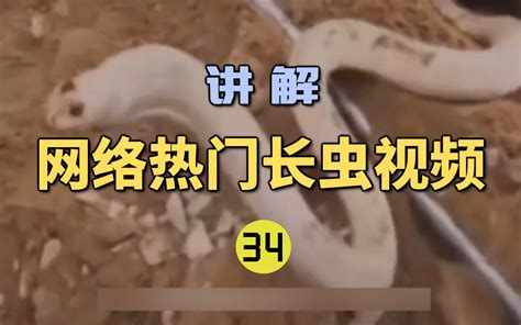 网络热门长虫视频34小伙发现两条长有鸡冠的白蛇！这就是传说中的鸡冠蛇？ 世界记忆大师龙雅 世界记忆大师龙雅 哔哩哔哩视频