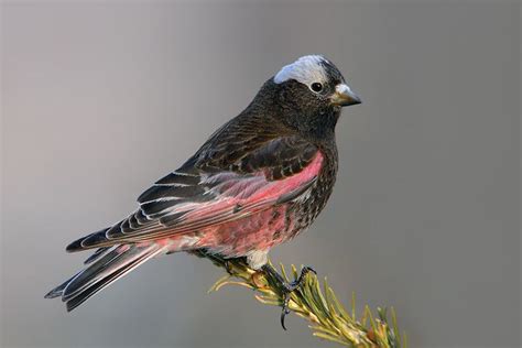 Black Rosy Finch Alchetron The Free Social Encyclopedia