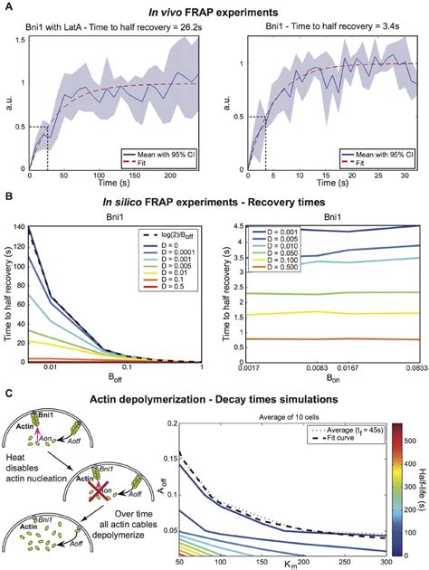 Parameter Estimation From Experimental Data Including FRAP A Download Scientific Diagram