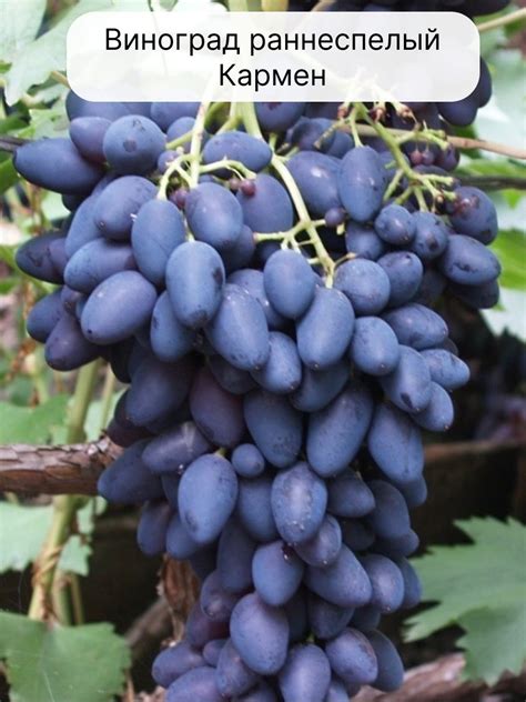 Виноград аватар (68 фото)