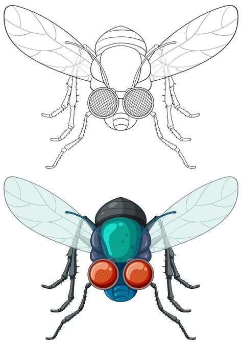 Images De Mouche Dessin Anatomique Téléchargement Gratuit Sur Freepik