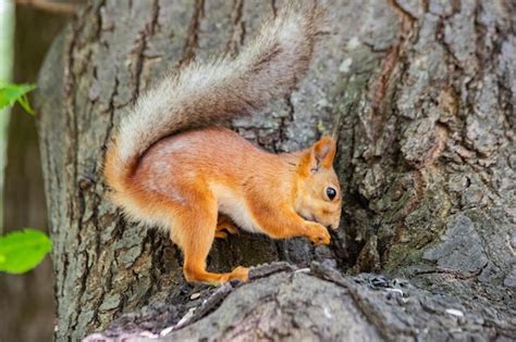 Premium Photo Squirrel On Tree Trunk