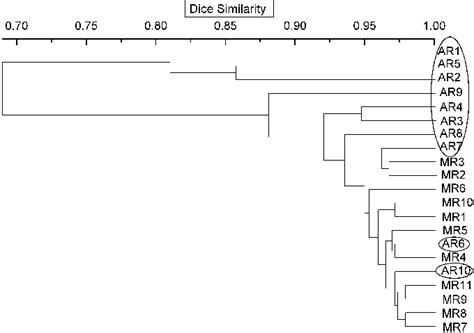 Dendrogram Dices Similarity Coefficient And Upgma Based On 16s Rrna