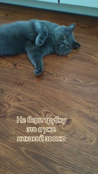 #честер #кот # - YouTube
