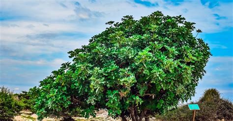 Cultivo Del Algarrobo ~ Agrilass