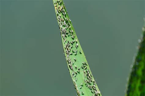 Premium Photo Lots Of Insects Crawling On The Grass