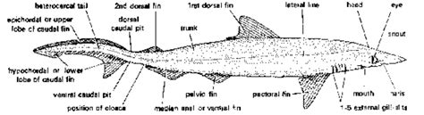Super Class Pisces