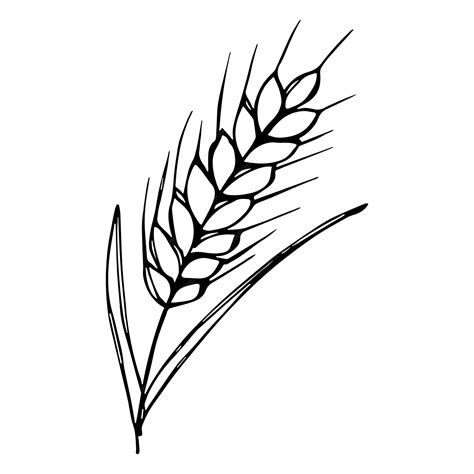 Premium Vector Vector Hand Drawn Wheat Doodle Illustration Cute Harvest Clipart Farm Market
