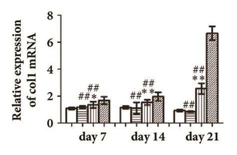 relative expression of col1 mrna a col1 protein b and western