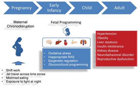 Light And Circadian Signaling Pathway In Pregnancy Programming Of Adult Health And Disease