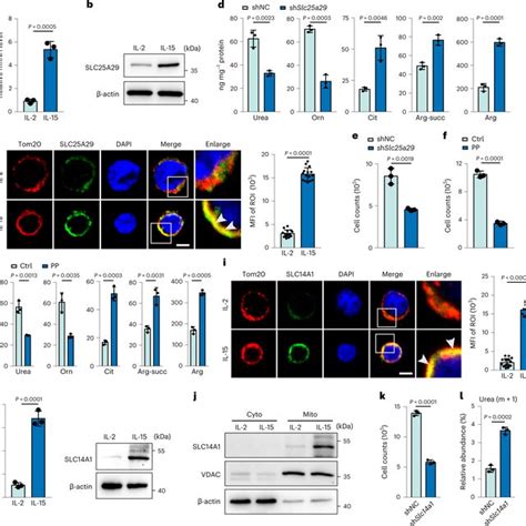 Urea Cycle Is Active In Cd8⁺ Tm Cells A Experimental Scheme Ot I