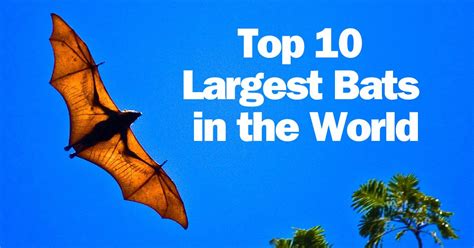 Top 10 Largest Bats In The World Freejobalertcom