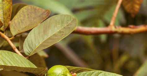 20 Medicinal Health Benefits Of Guava Leaves When You Eat Empty Stomach