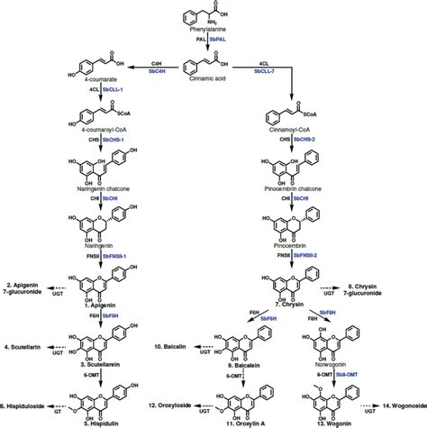 Proposed 4′‐hydroxyflavone And 4′‐deoxyflavone Pathway Structures Of