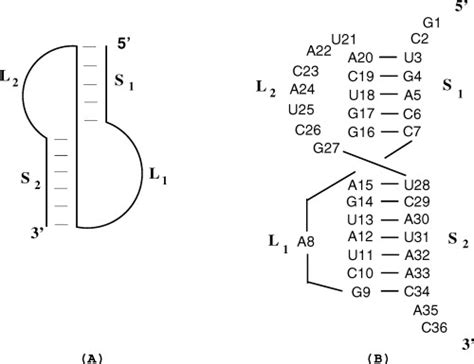 A A Schematic For A Simplest Two Loop H Type Rna Pseudoknot