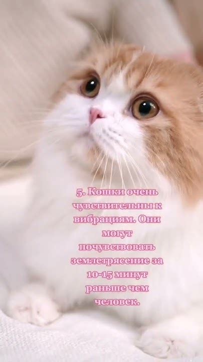 8 фактов о котиках 🐈 #котикивидео - YouTube