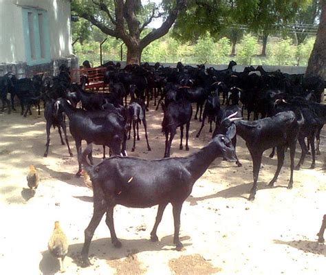 Commercial Goat Farming Business Plan For Beginners