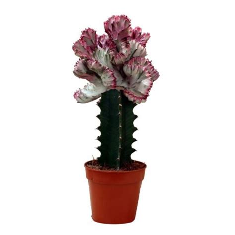 Эуфорбия Лактея кристата (Euphorbia lactea Cristata) в керам.кашпо ...