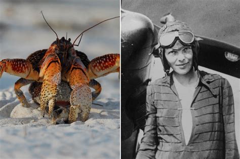 Gruesome Theory In Amelia Earhart Disappearance