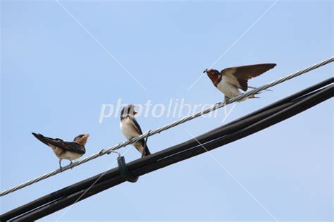 Photolibrary
