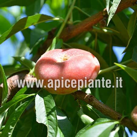 PESCO Prunus Persica Rosaceae Pesco Platicarpa Bianca Precoce