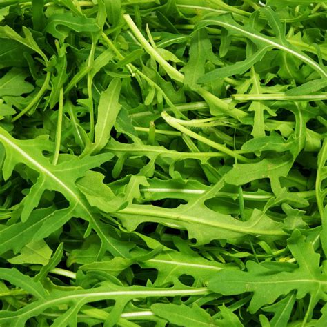 Rucola Wilde Rauke Diplotaxis Tenuifolia 100 Samen