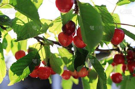 樱桃挂在樱桃树枝上