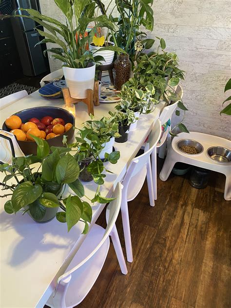 My Small Pothos Collection Im Missing A Jessenia Snow Queen And The