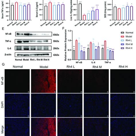 Ginsenoside Rh4 Alleviates Hepatic Inflammation And Lipid Peroxidation