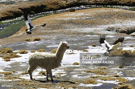 Alpaca Foot Photos And Premium High Res Pictures Getty Images