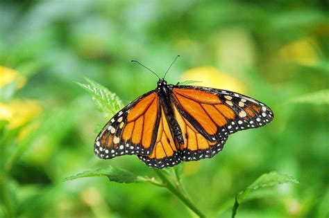 Dónde vive la Mariposa Monarca En México EU ó Canadá