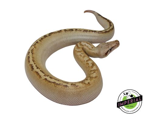 Ivory Blood Python For Sale Imperial Reptiles Imperial Reptiles