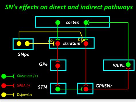 The Direct And Indirect Pathways From The Striatum To The Cortex Via
