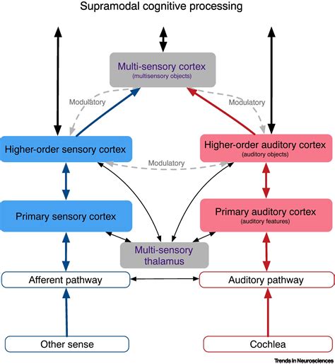 Crossmodal Plasticity In Hearing Loss Trends In Neurosciences