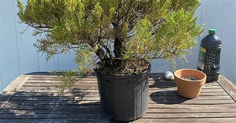 Juniper C Sea Green Album On Imgur