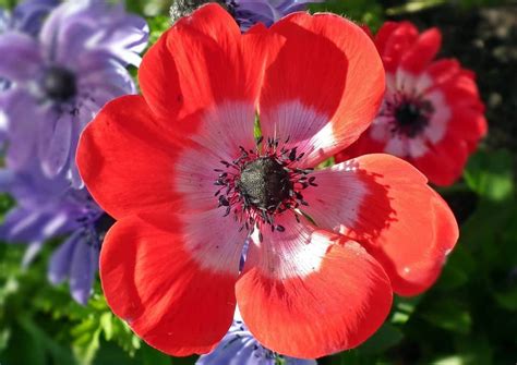 Types Of Red Flowers With Pictures 59 Types Of Red Flowers With Names