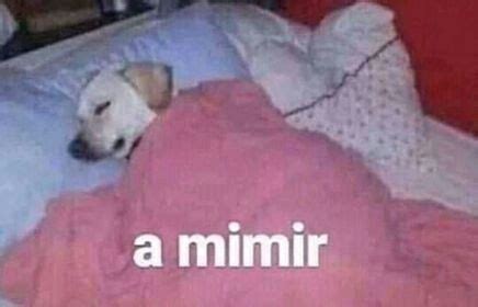 Perro Blanco Acostado En Una Cama Bajo Una Manta Rosa How You Sleep