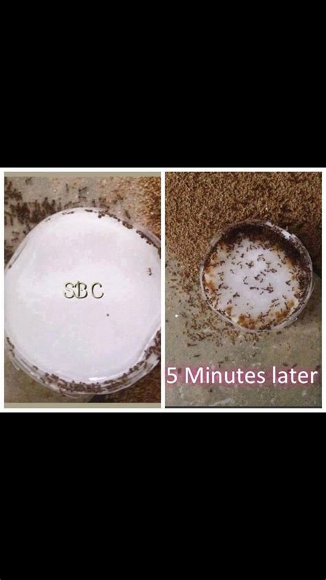 Homemade Ant Killerworks In 5 Minutes😍 Homemade Ant Killer