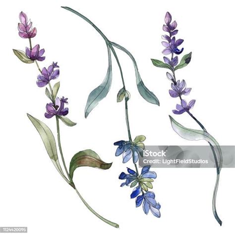 紫ラベンダー花植物の花水彩画背景イラスト セット孤立したラベンダーの図要素 イラストレーションのベクターアート素材や画像を多数ご用意
