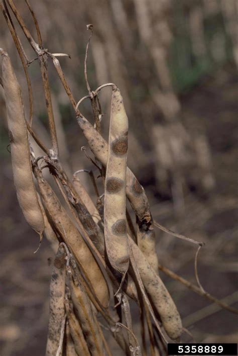 Bean Angular Leaf Spot Phaeoisariopsis Griseola
