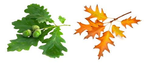 Different Varieties Of Oak Leaves