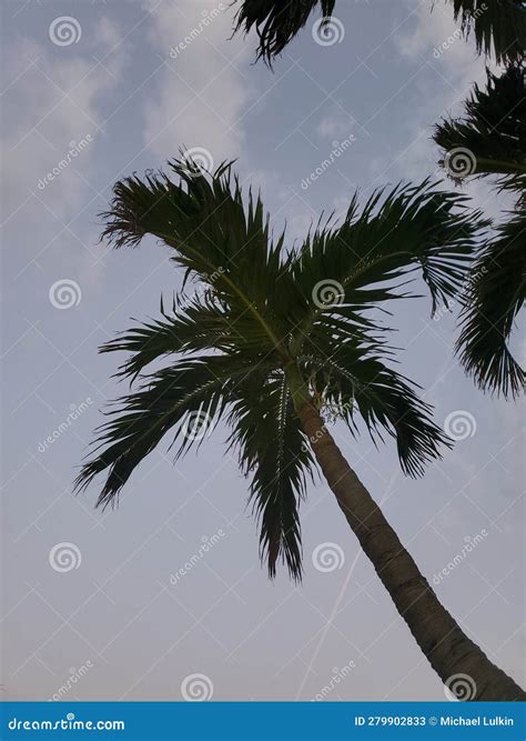 Palm Tree In Miami Stock Image Image Of Food Sunlight 279902833