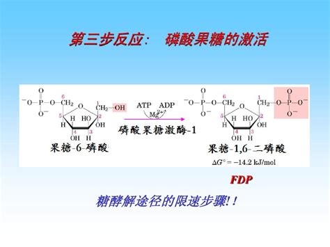 杨荣武生物化学原理 南京大学 糖酵解word文档在线阅读与下载免费文档 杨荣武生物化学原理 南京大学 糖酵解word文档在线阅读与下载免费文档