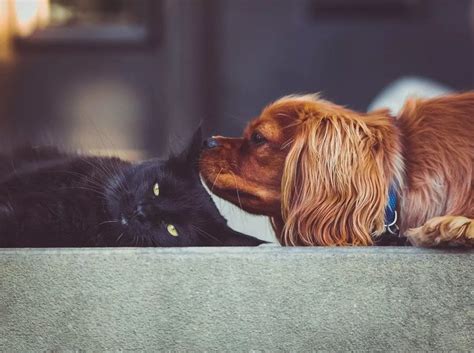 Tips For South Africans Bringing Their Pets To The United Kingdom