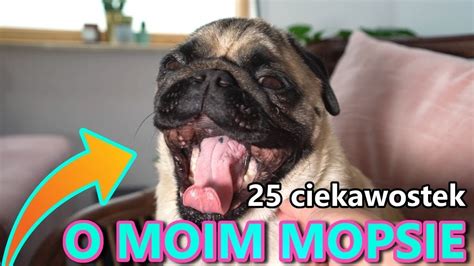 25 ciekawostek o moim psie MOPS GACUŚ YouTube
