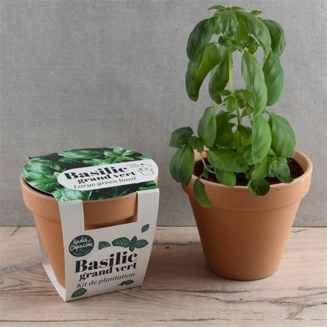 Cultivez Du Basilic Bio En Pot Terre Cuite Radis Et Capucine