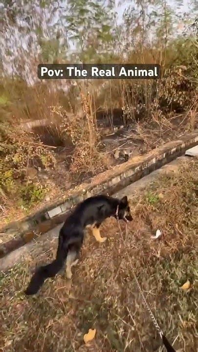 Simba ️‍🔥 Youtube