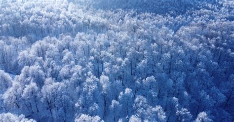 有关下雪的 优美的风景 冬季 冬季仙境 冬季森林 冰冷的树木 冰冻的树林 冷冰的 前景 北 原始的自然 和平的 和諧