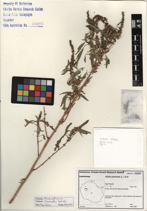 Amaranthus Hybridus