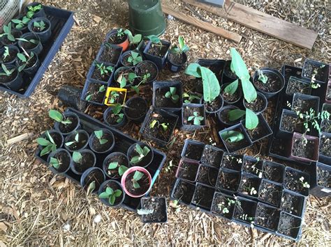 Adventures With A Tubie Diy Plant Propagation Misting System Using An